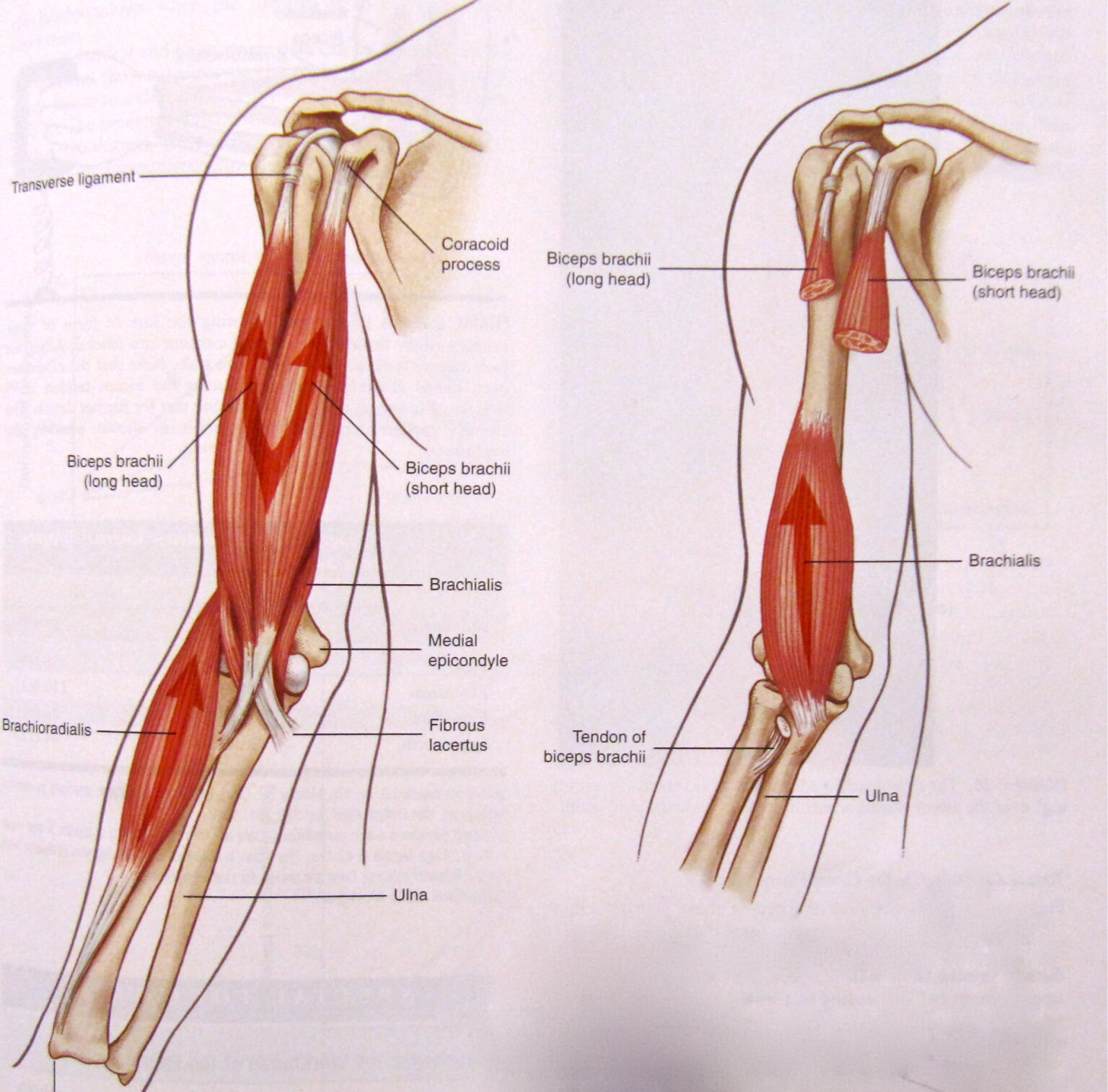 Desarrollar el "pico" del biceps
