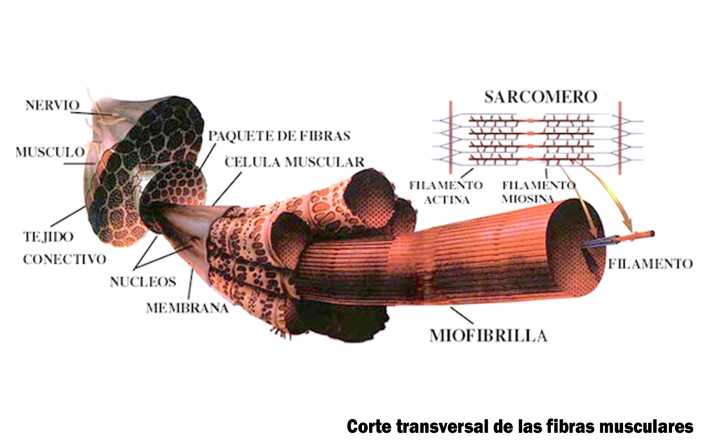 Tipos de fibras musculares y su relación con la fuerza | Entrenamiento