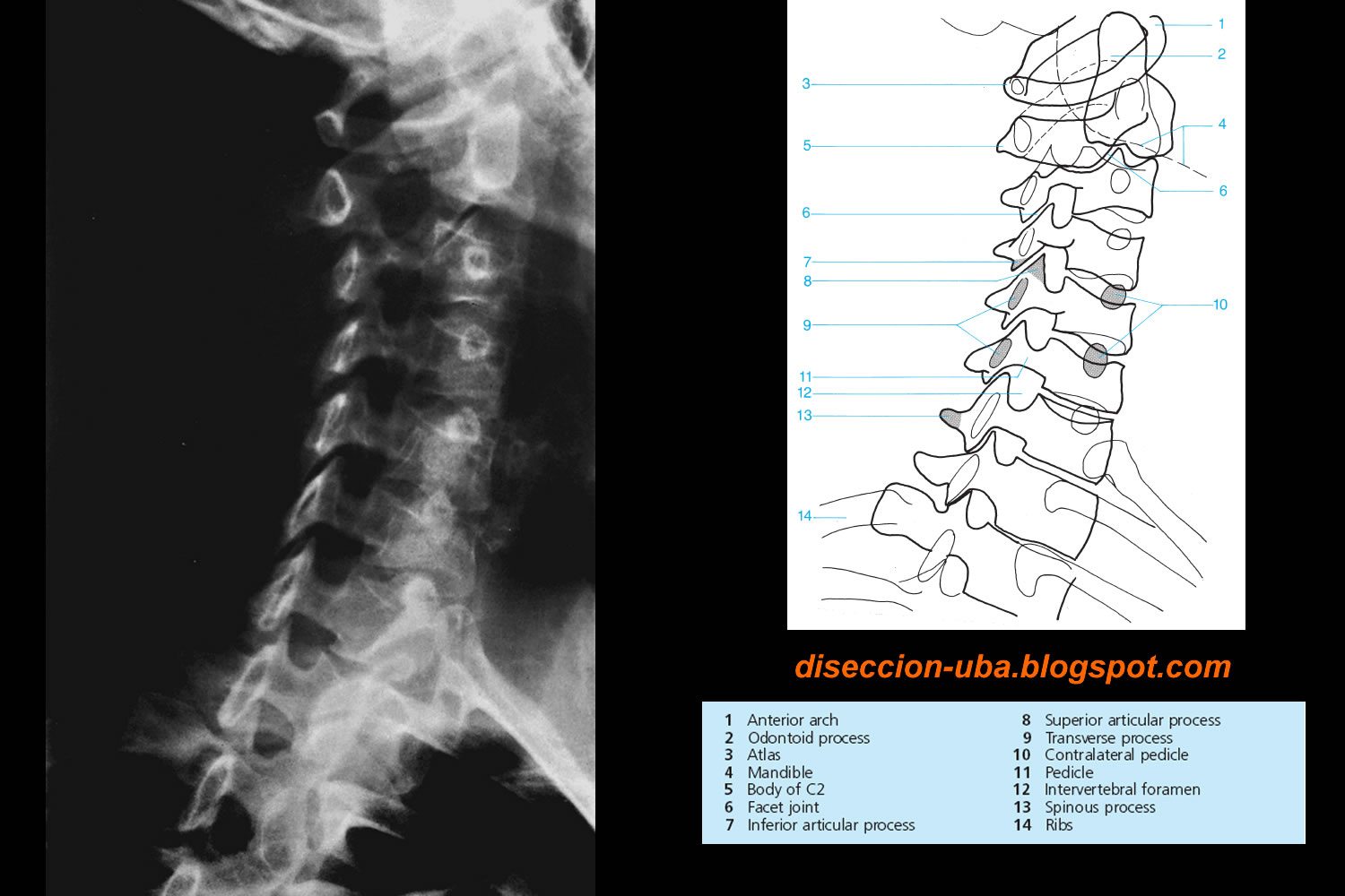 Partes y biomecánica de la columna vertebral