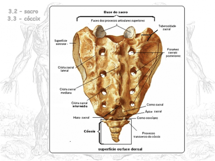 Partes y biomecánica de la columna vertebral