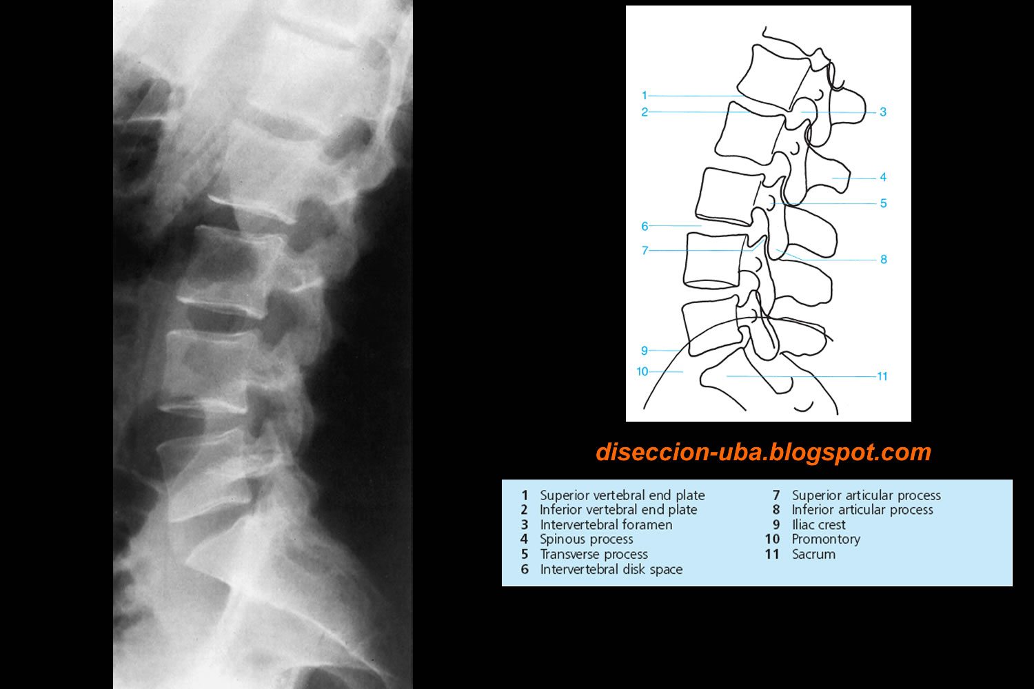 Partes y biomecánica de la columna vertebral
