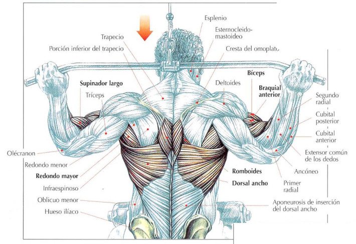 Biomecánica de la columna vertebral II