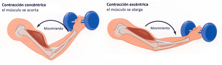 ¿Qué músculos trabajamos mientras corremos?