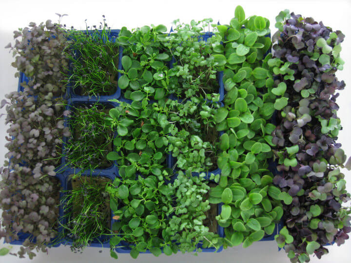 Todo lo que necesitas saber de los microvegetales