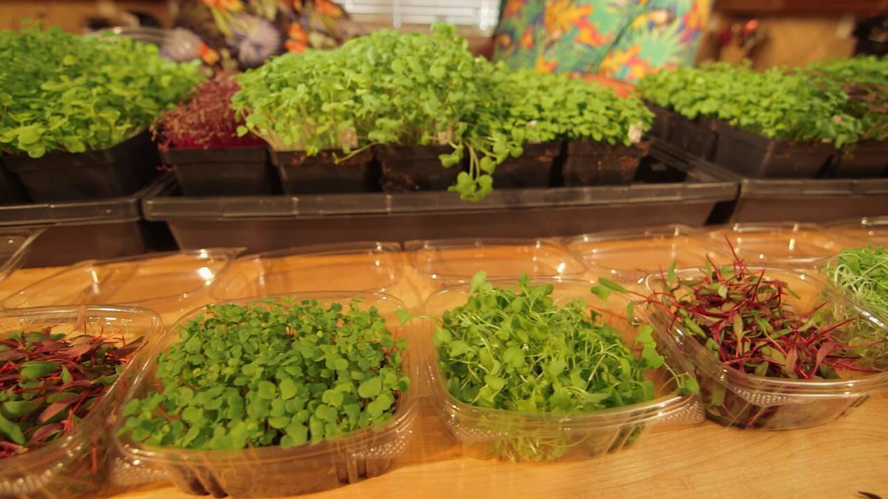 Todo lo que necesitas saber de los microvegetales