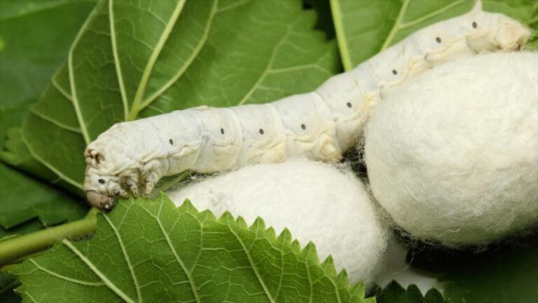 La guía definitiva de la serrapeptasa