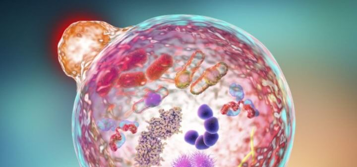 ¿Es la autofagia el secreto para la salud y la longevidad?