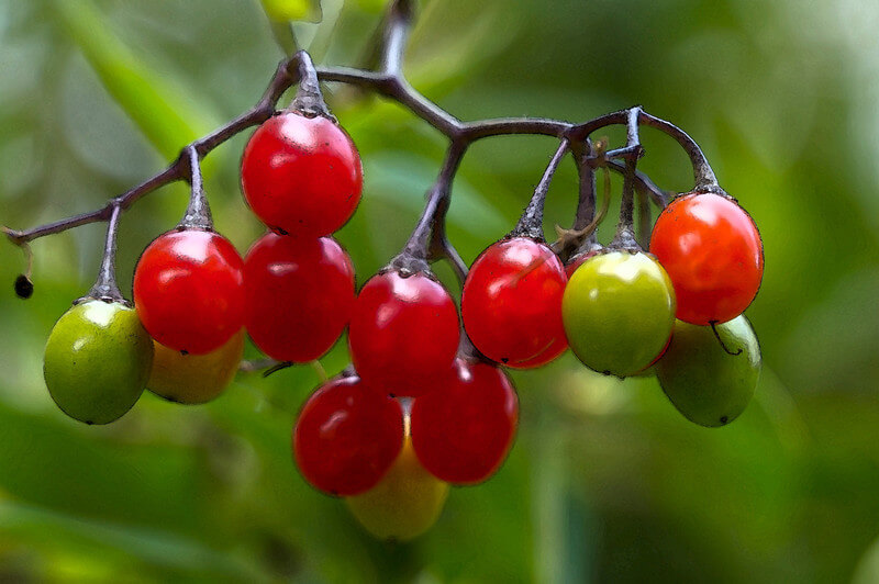 8 tipos de bayas venenosas que debes evitar probar