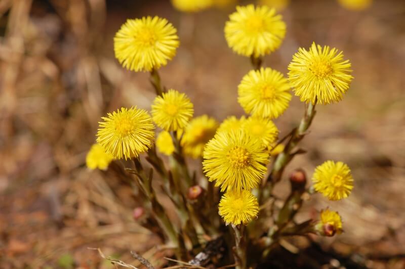 La guía definitiva del Tusilago