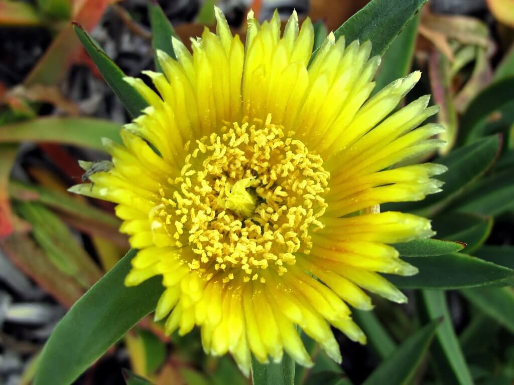 La guía definitiva del Tusilago