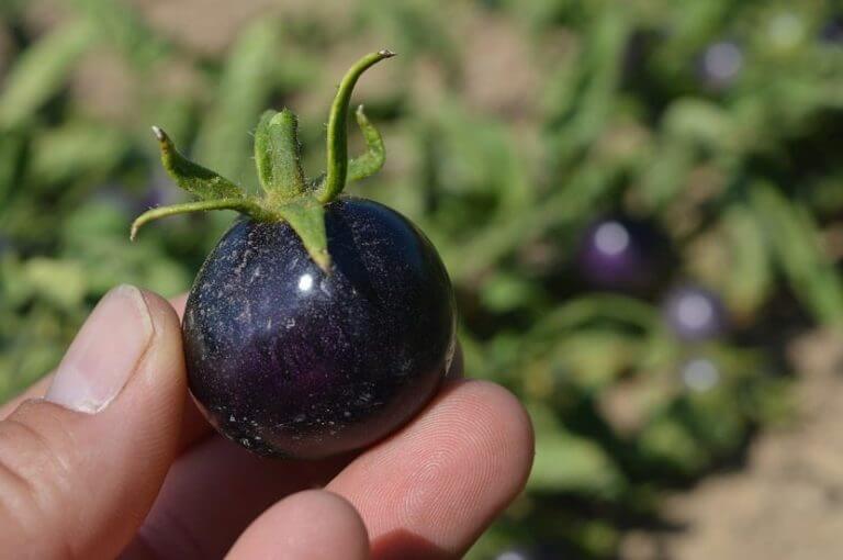 5 frutas azules con efectos muy poderosos para la salud