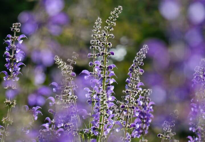 7 beneficios emergentes del té de salvia
