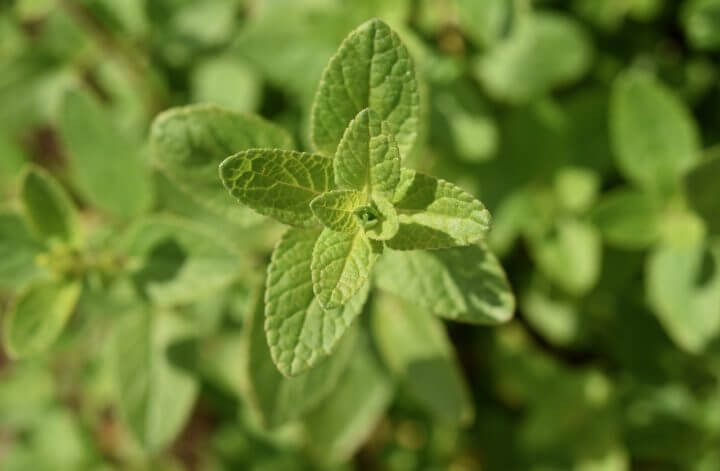 7 beneficios emergentes del té de salvia