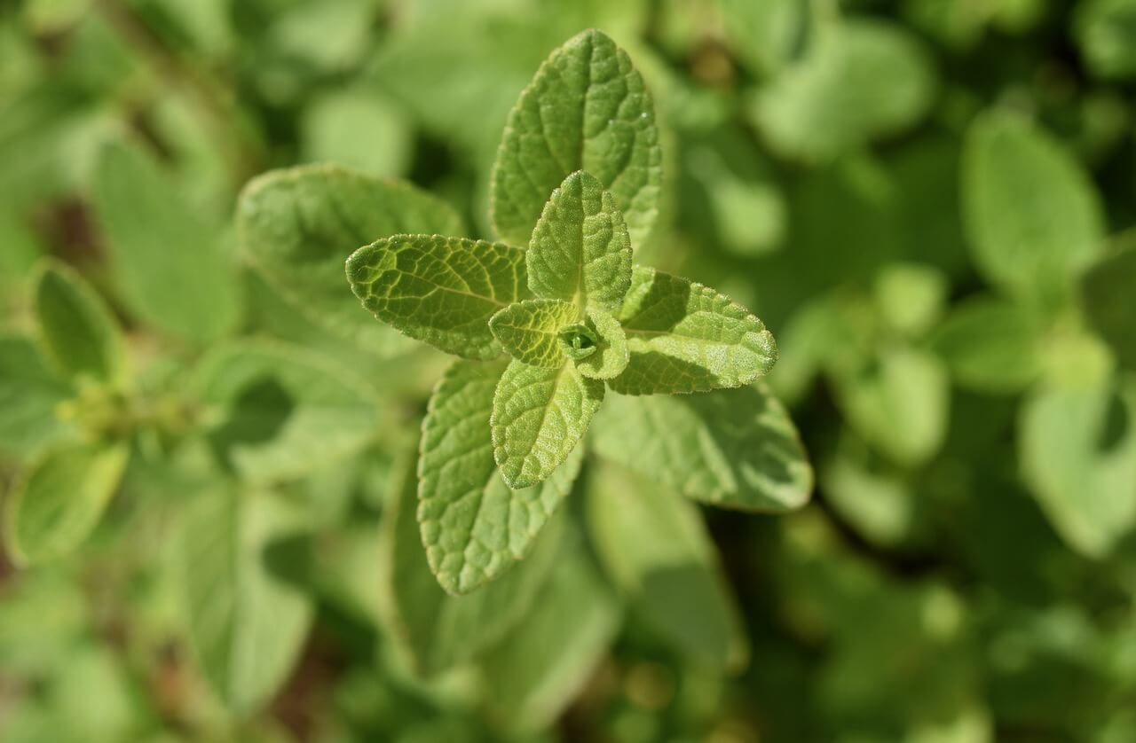 7 beneficios emergentes del té de salvia