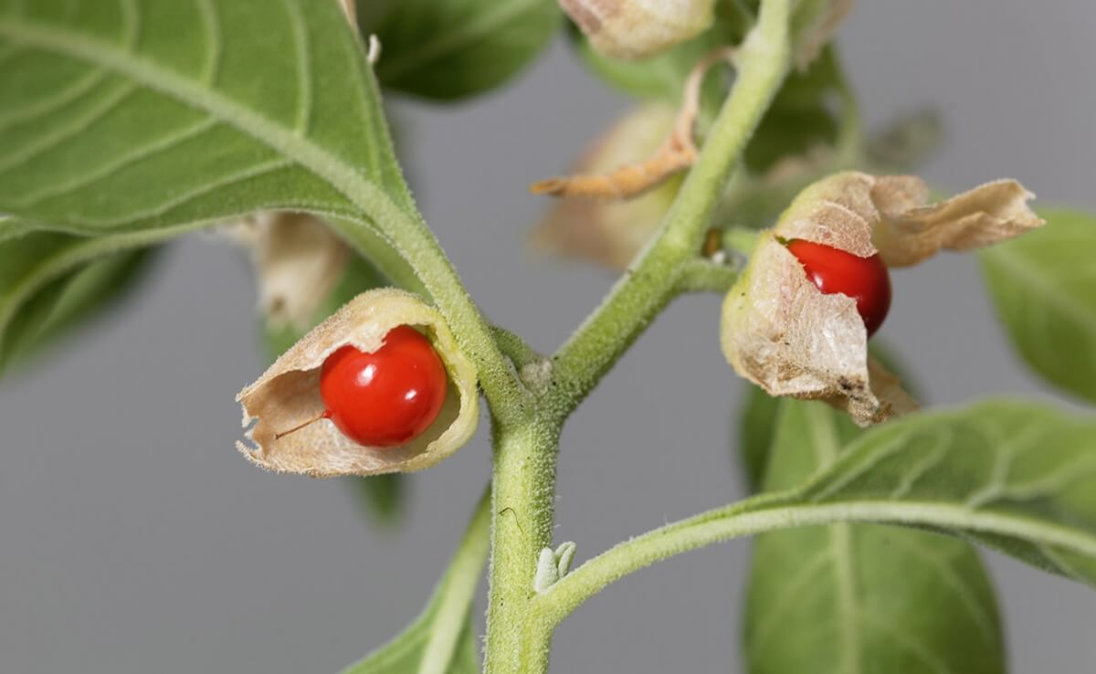 Hierba Bufera o Ashwagandha: Qué es y qué beneficios tiene