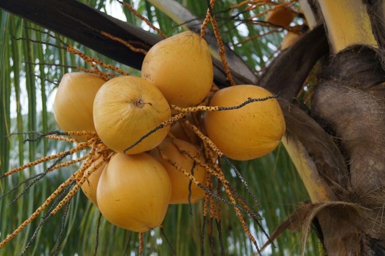Beneficios de comer coco en todas sus formas