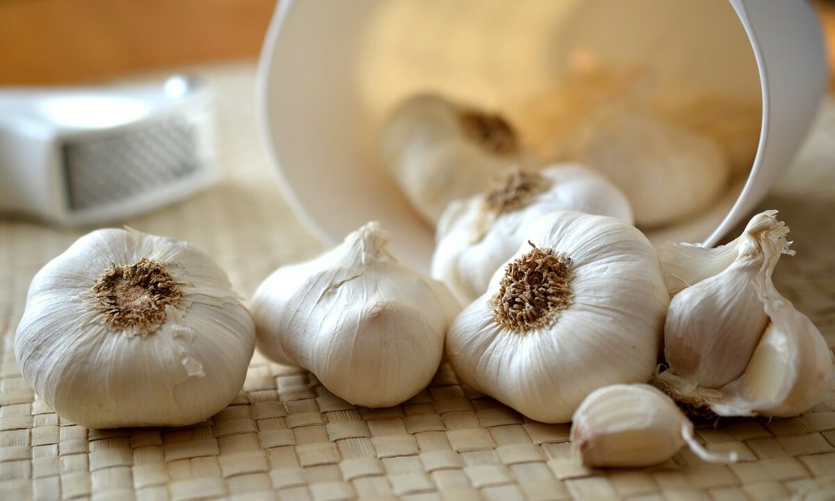 Conoce los beneficios de comer ajo crudo para tu organismo